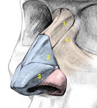 Rhinoplasty - Ρινολογική Ομάδα Αθηνών
